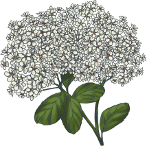 Muckross Irish Gin | Award-Winning Craft Gin from Killarney